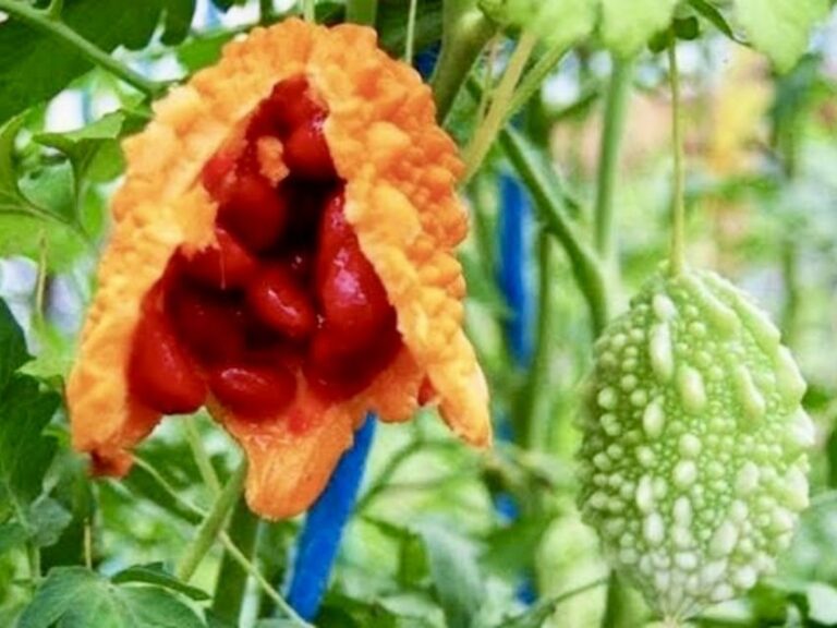 El Itamo real como antiinflamatorio y antiséptico - Prensa Latina