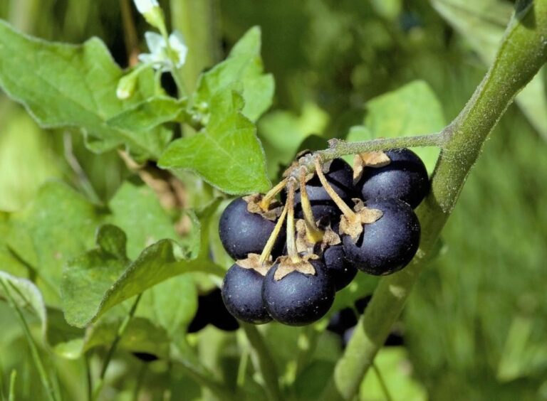 El Itamo real como antiinflamatorio y antiséptico - Prensa Latina